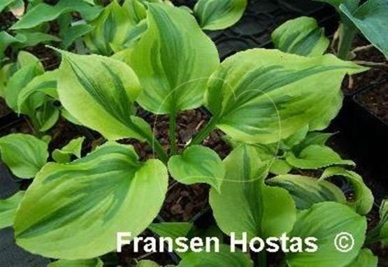 Hosta Midnight Moon - Fransen Hostas