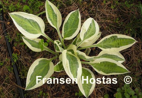 Hosta Obscene Gesture - Fransen Hostas
