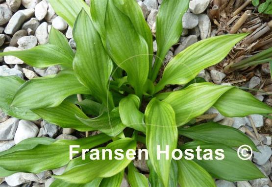 Hosta Obsession - Fransen Hostas
