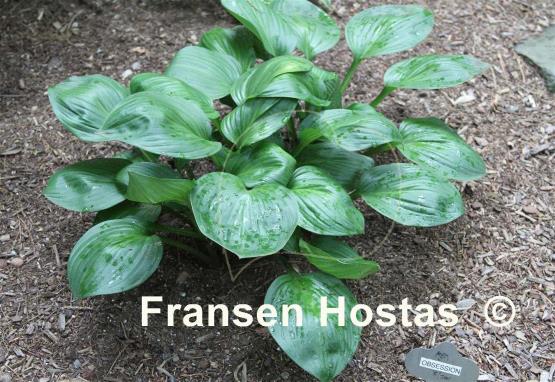 Hosta Obsession - Fransen Hostas