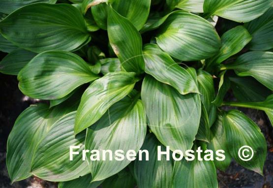 Hosta Obsession - Fransen Hostas