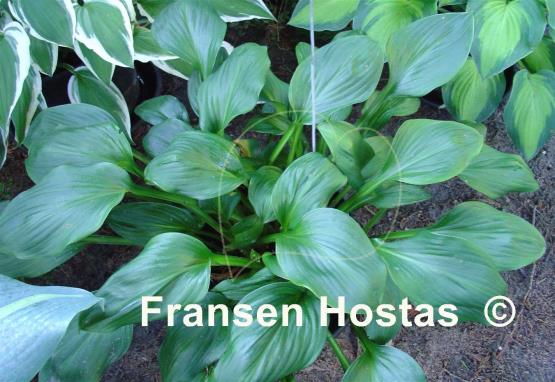 Hosta Obsession - Fransen Hostas