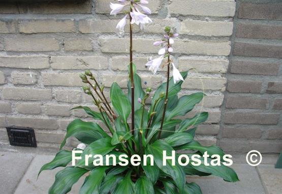 Hosta Obsession - Fransen Hostas