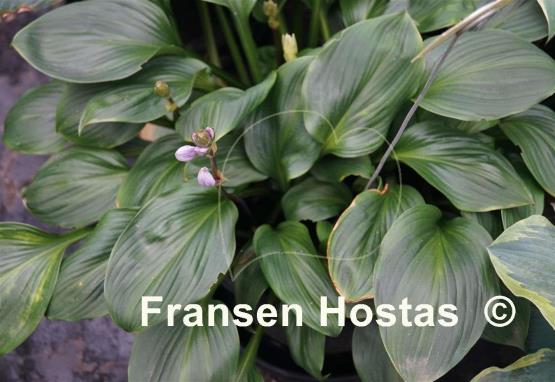 Hosta Obsession - Fransen Hostas