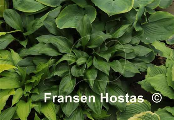Hosta Obsession - Fransen Hostas