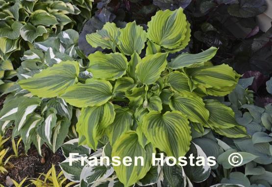 Hosta One Last Dance - Fransen Hostas