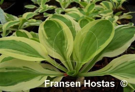 Hosta Oze - Fransen Hostas