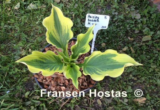 Hosta Paisley Border - Fransen Hostas