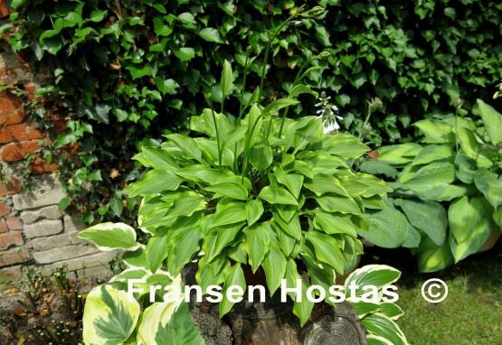 Hosta Paradise Sunset - Fransen Hostas
