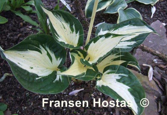Hosta Pathfinder - Fransen Hostas
