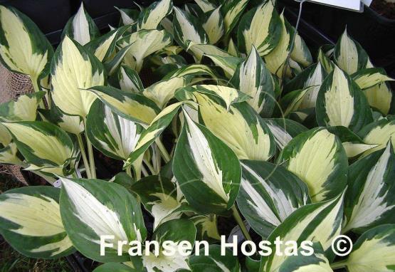 Hosta Pathfinder - Fransen Hostas