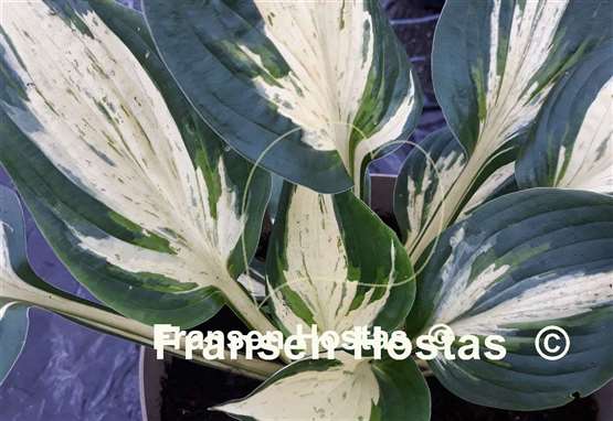 Hosta Pathfinder - Fransen Hostas