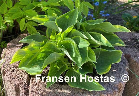 Hosta Pilgrim - Fransen Hostas