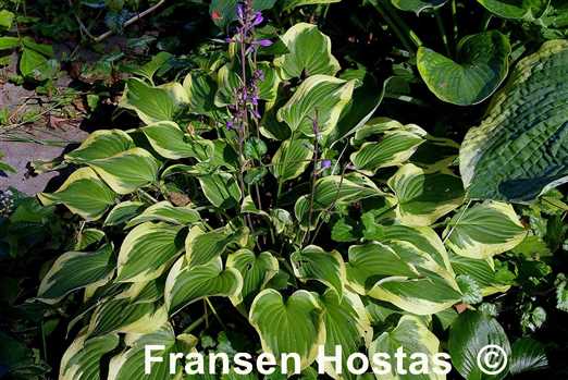 Hosta Pilgrim - Fransen Hostas