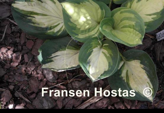 Hosta Popcorn - Fransen Hostas