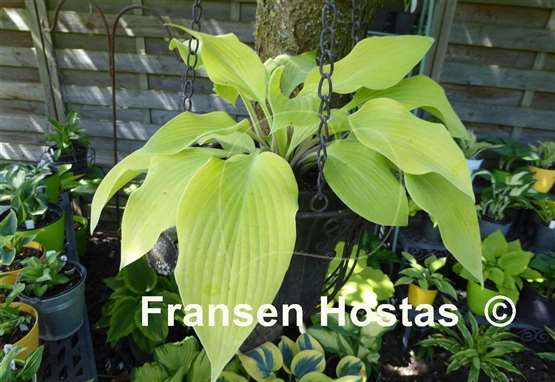Hosta Prairie Moon - Fransen Hostas