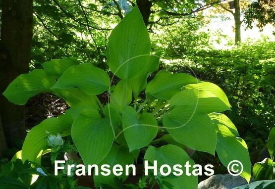 Hosta Prairie Moon - Fransen Hostas