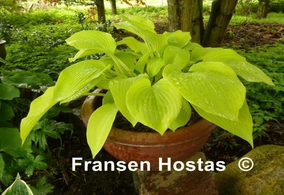 Hosta Prairie Moon - Fransen Hostas