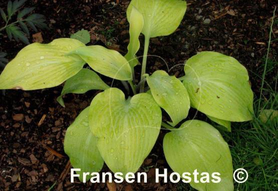 Hosta Prairie Moon - Fransen Hostas