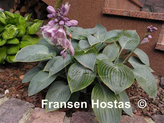 Hosta Prairie Sky - Fransen Hostas