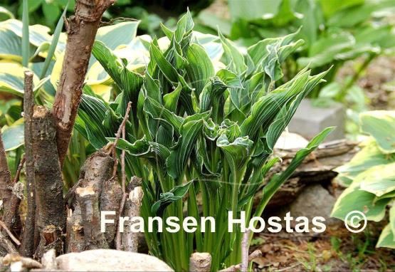 Hosta Praying Hands - Fransen Hostas