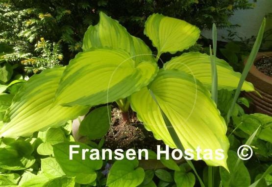 Hosta Princess Amalia - Fransen Hostas