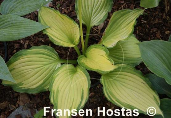 Hosta Princess Amalia - Fransen Hostas