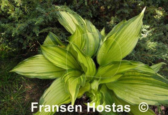 Hosta Princess Amalia - Fransen Hostas