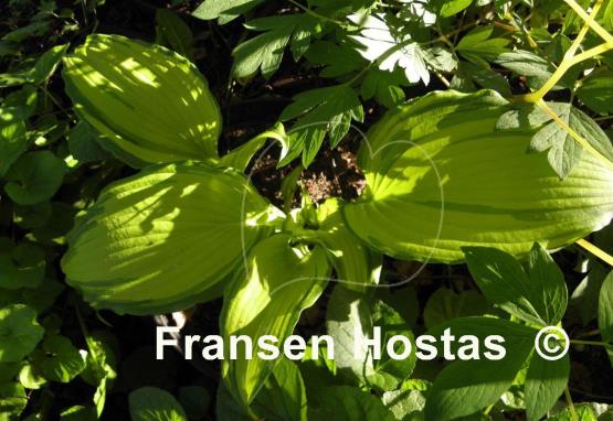 Hosta Princess Amalia - Fransen Hostas