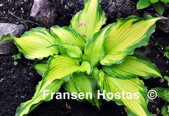 Hosta Princess Amalia - Fransen Hostas