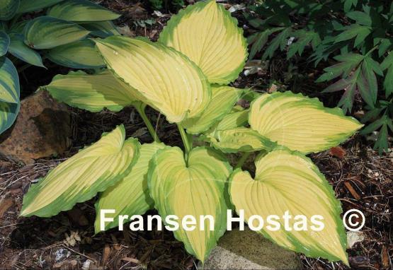 Hosta Princess Amalia - Fransen Hostas