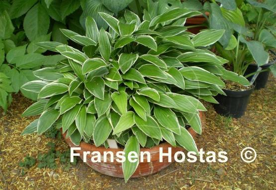 Hosta Princess of Karafuto - Fransen Hostas