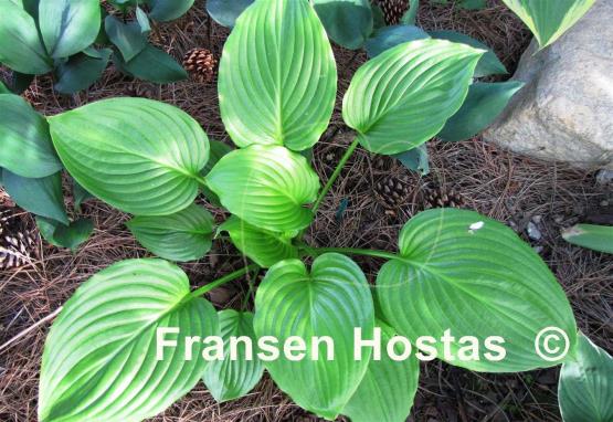 Hosta plantaginea 'Grandiflora' - Fransen Hostas
