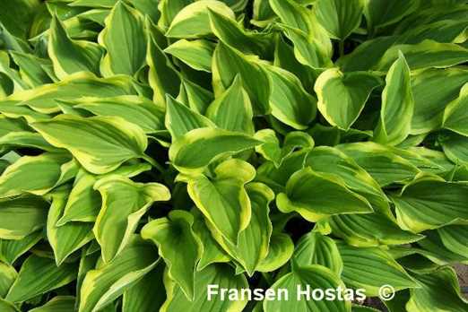 Hosta Paradise Sunset - Fransen Hostas