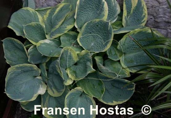 Hosta Pizzazz - Fransen Hostas
