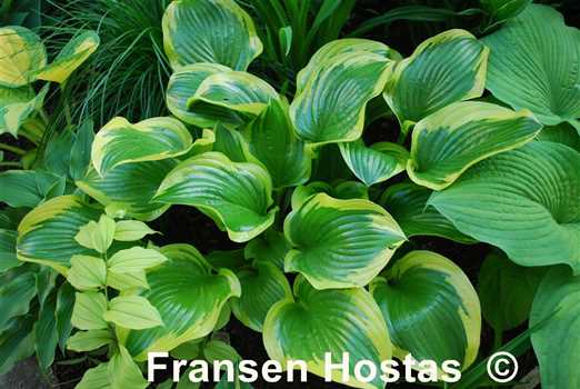 Hosta Queen Josephine - Fransen Hostas
