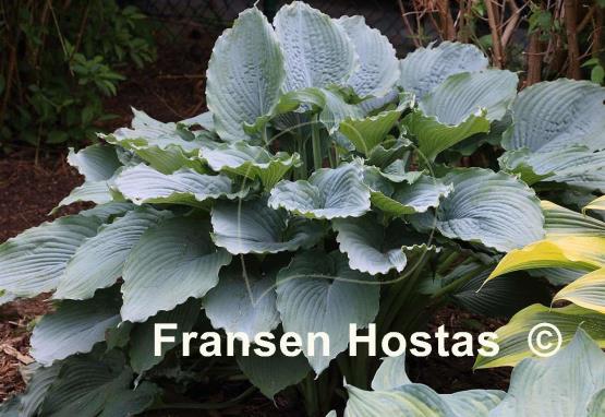 Hosta Queen of the Seas - Fransen Hostas