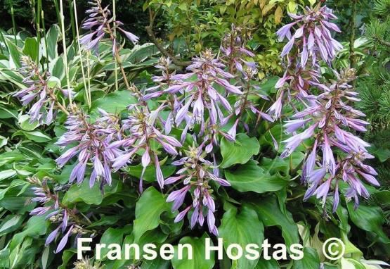 Hosta Raspberry Sorbet - Fransen Hostas