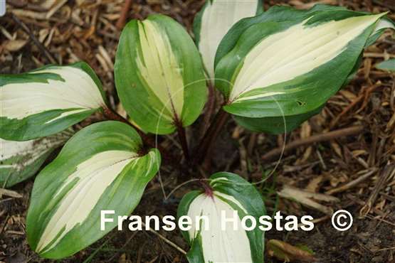 Hosta Raspberry Sundae - Fransen Hostas