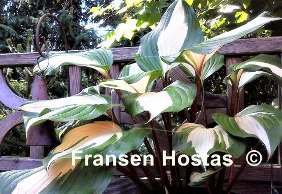Hosta Raspberry Sundae - Fransen Hostas