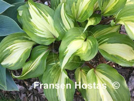 Hosta Raspberry Sundae - Fransen Hostas