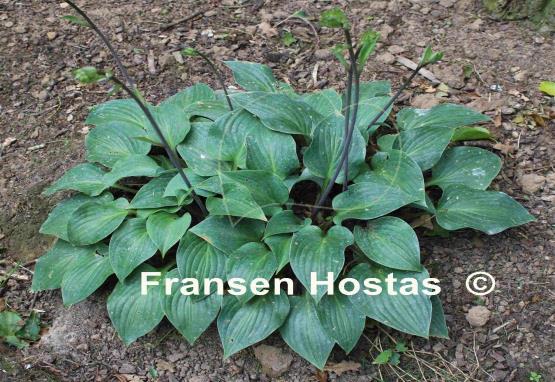 Hosta Red Cadet - Fransen Hostas