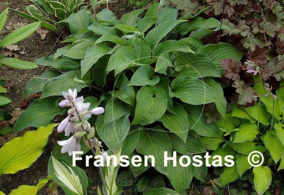 Hosta Red Cadet - Fransen Hostas