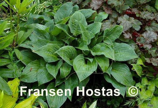 Hosta Red Cadet - Fransen Hostas