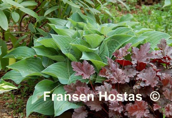 Hosta Red Cadet - Fransen Hostas
