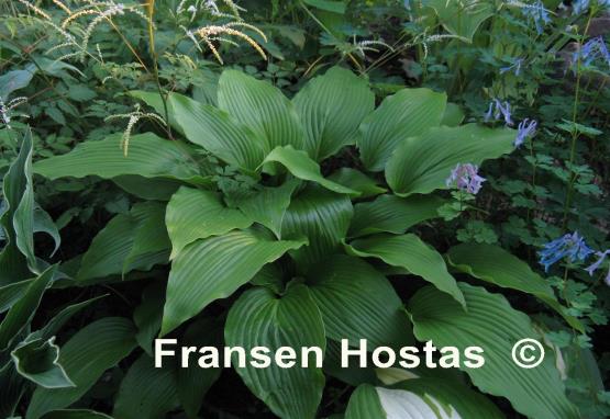 Hosta Red Dragon - Fransen Hostas