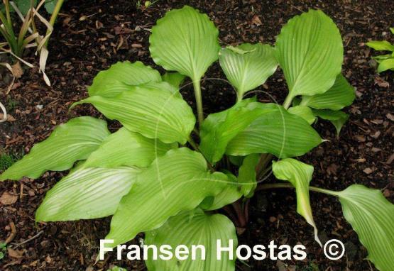 Hosta Red Dragon - Fransen Hostas