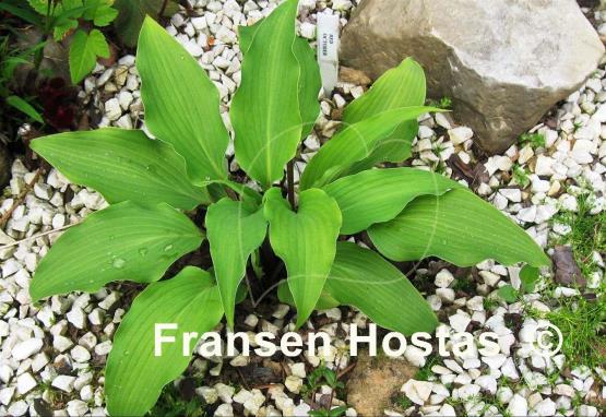 Hosta Red October - Fransen Hostas