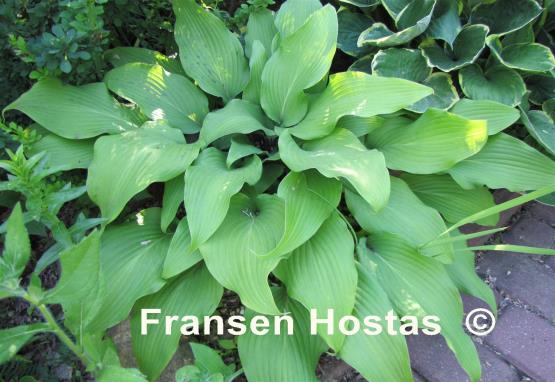 Hosta Red October - Fransen Hostas
