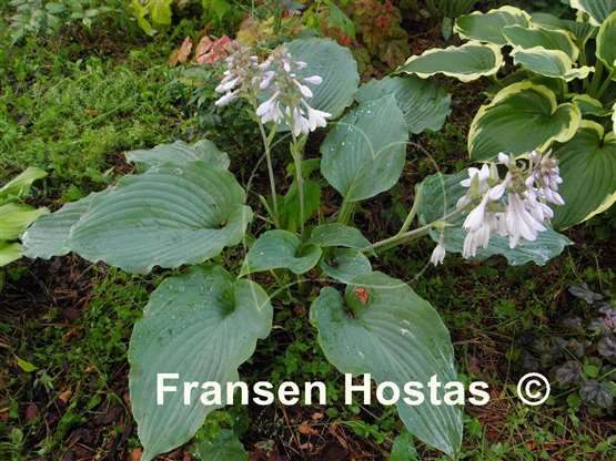 Hosta Regal Ruffles - Fransen Hostas